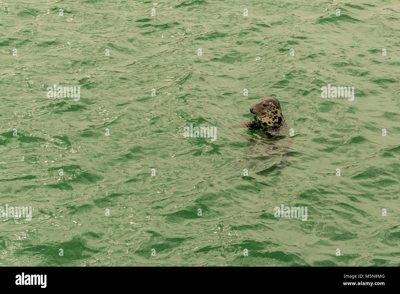 A grey seal pictured in St Ives Harbour, Cornwall, UK Stock Photo - Alamy
