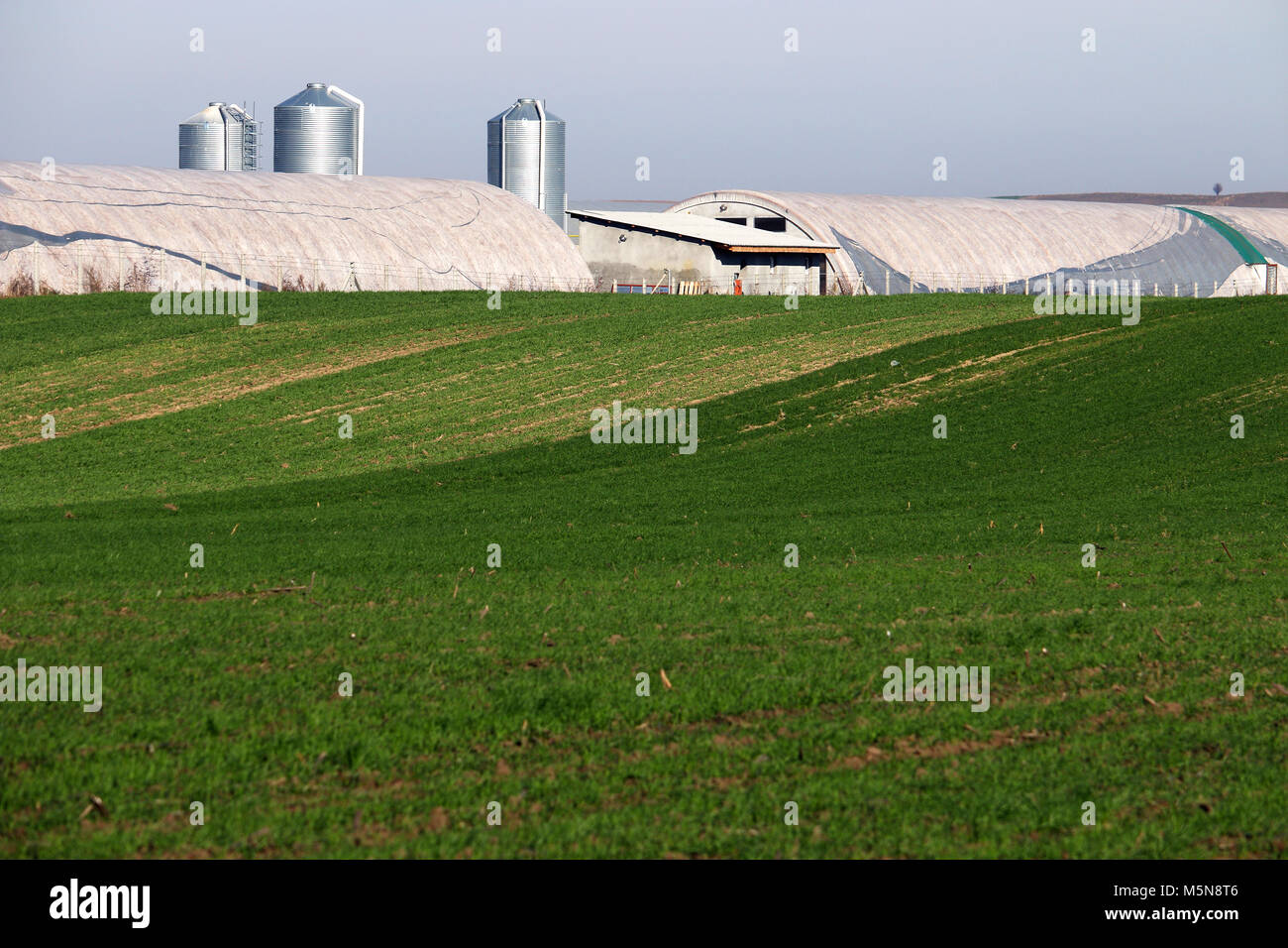 green wheat field and farm agriculture Stock Photo - Alamy