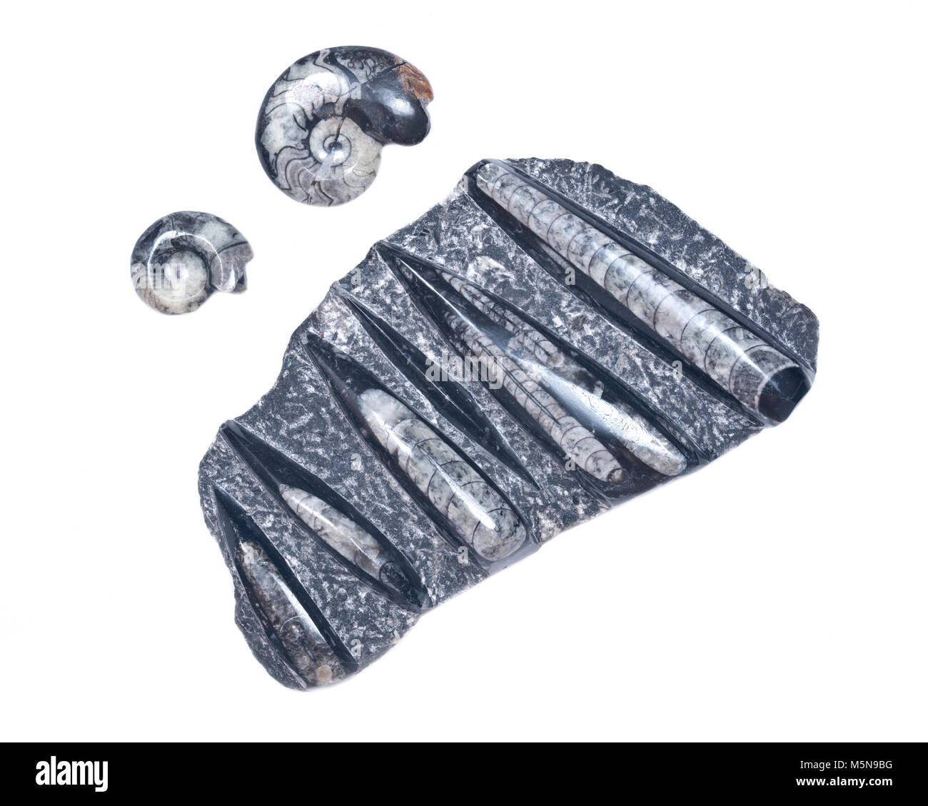 Collection ammonite and huge orthoceras fossil sculpture in black marble isolated on white ...