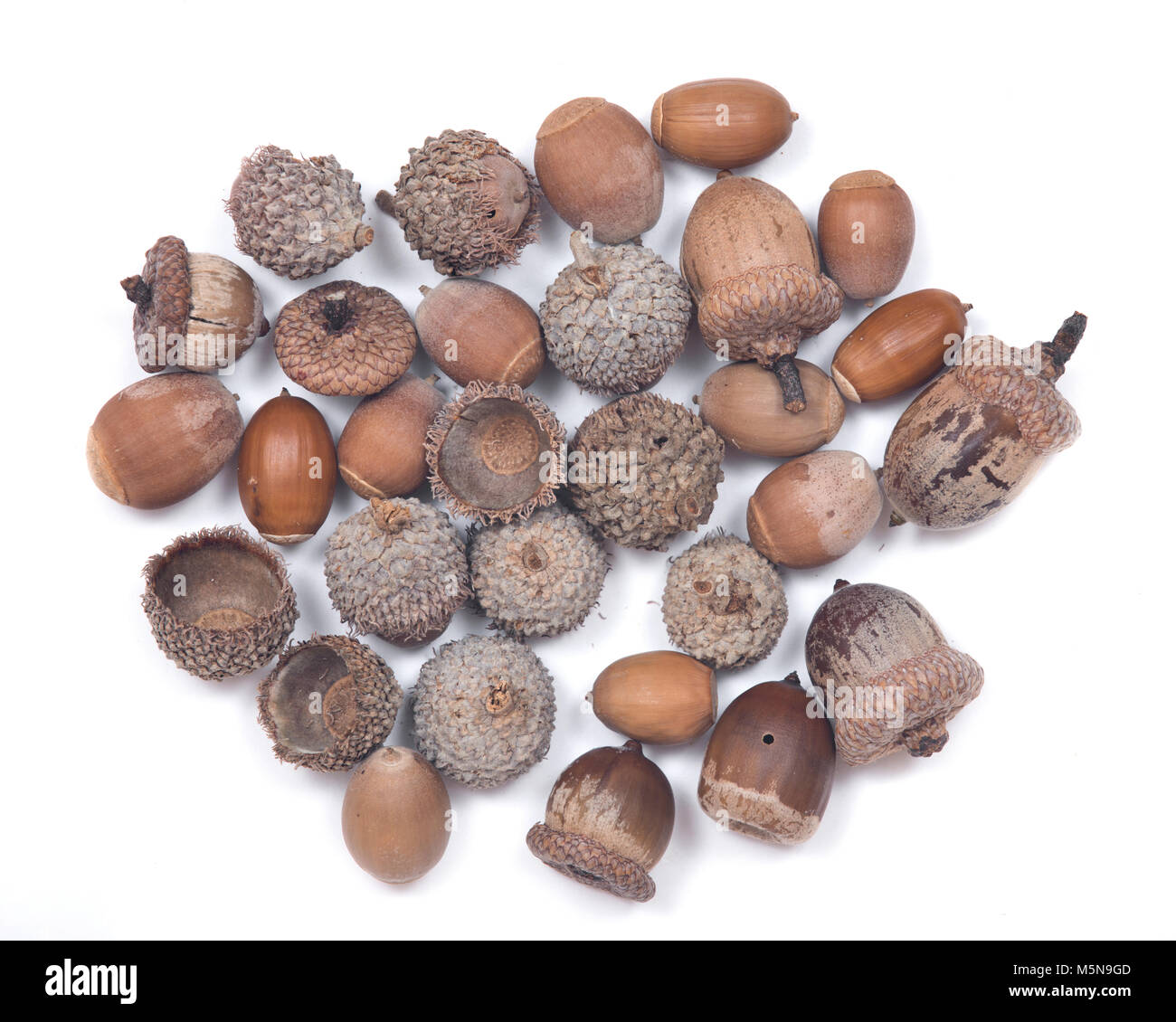 Autumn dry oak acorn nuts isolated on white background Stock Photo - Alamy