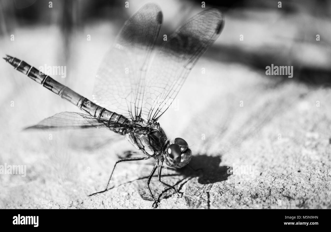 Dragonfly forest Black and White Stock Photos & Images - Alamy