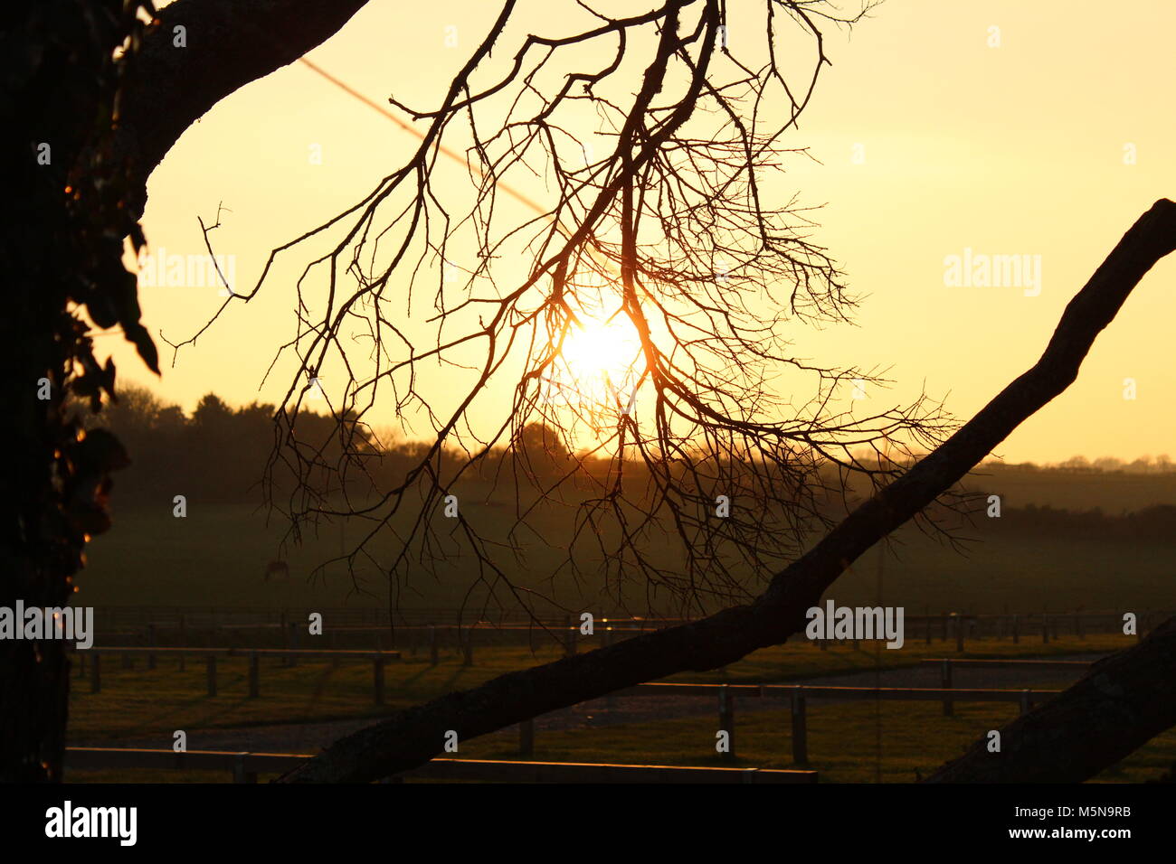 Tree blocking sun hi-res stock photography and images - Alamy