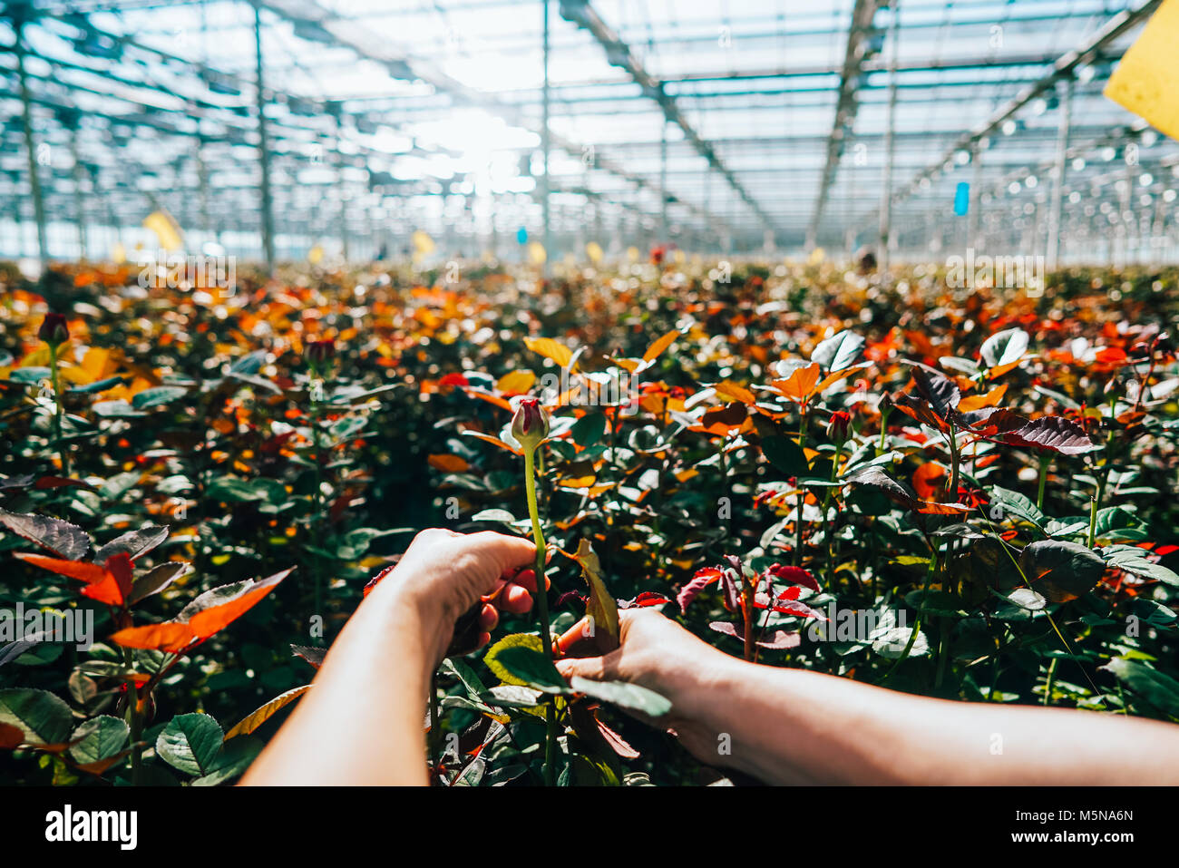 Work rose plantation hi-res stock photography and images - Alamy