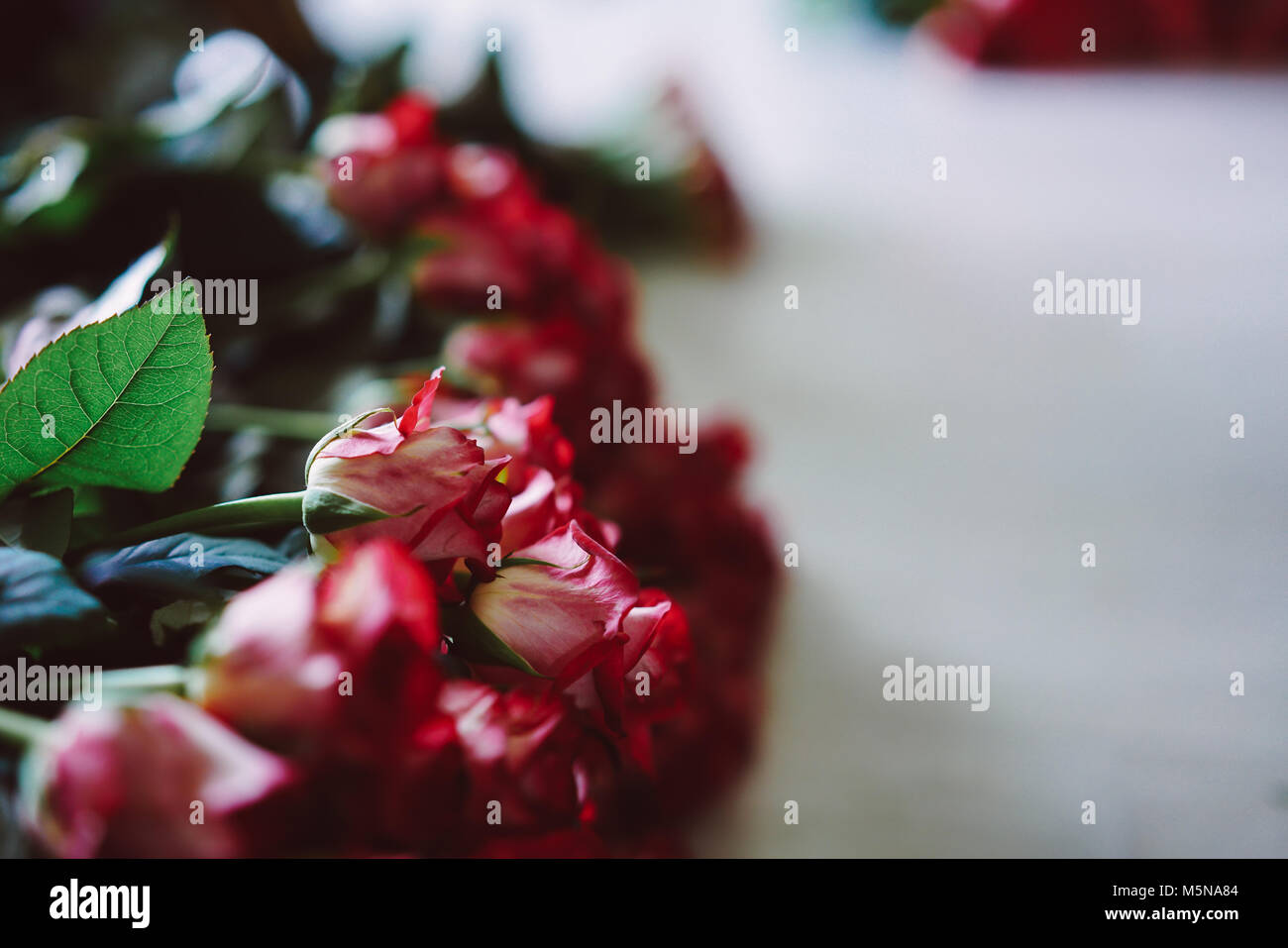 Fresh cut red roses hi-res stock photography and images - Alamy