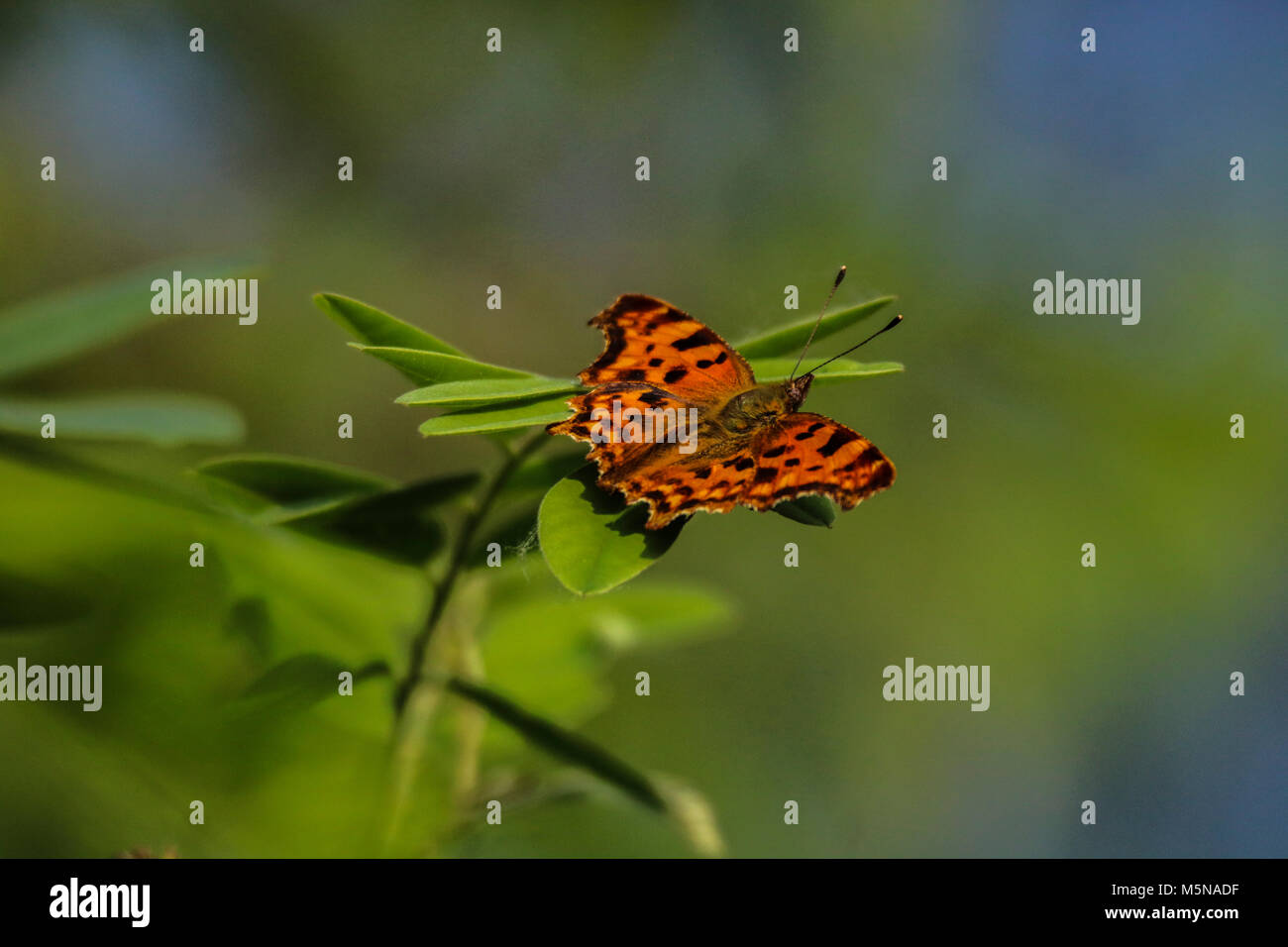 Hawk butterfly hi-res stock photography and images - Alamy