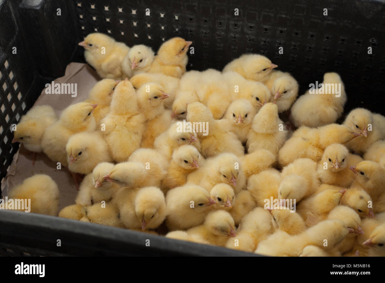 Many yellow little chickens in a box on a chicken farm Stock Photo - Alamy