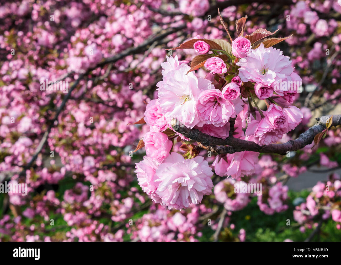 blossom of cherry tree in springtime. beautiful nature background with ...