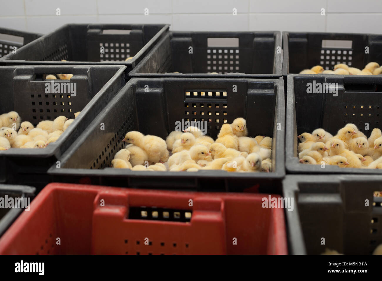 Many yellow little chickens in a box on a chicken farm Stock Photo - Alamy