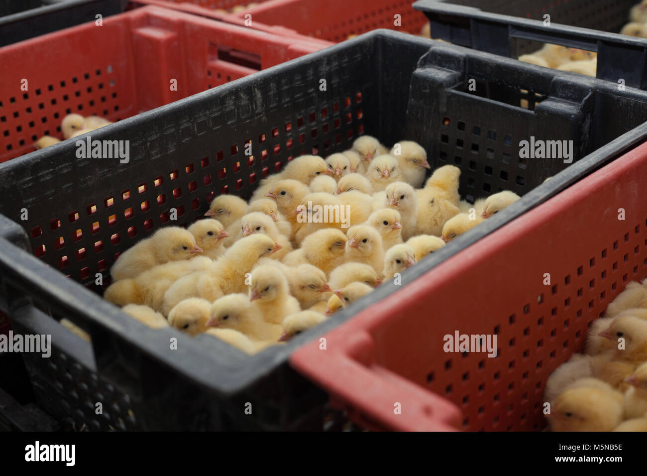 Many yellow little chickens in a box on a chicken farm Stock Photo - Alamy
