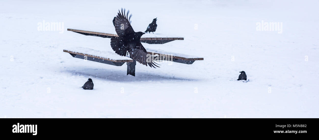 Corvus caurinus, Northwestern crows on park picnic table in the snow ...