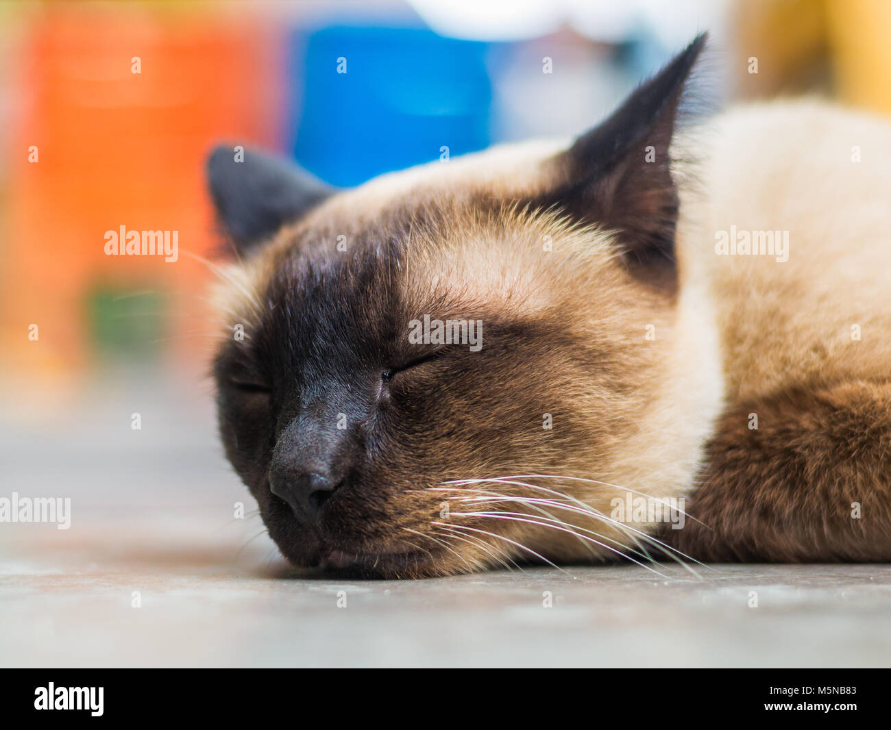 Closeup portrait sleeping cat with colorful background Stock Photo - Alamy