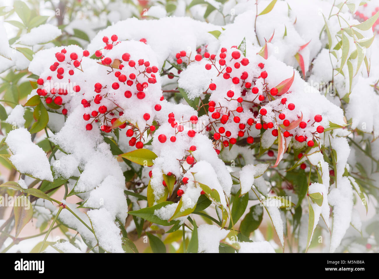Red berries and snow Stock Photo - Alamy