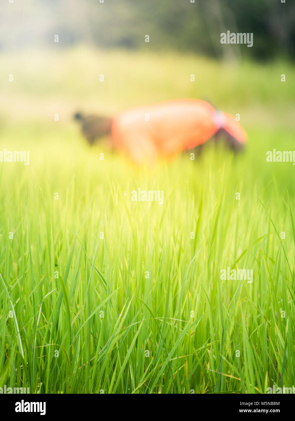 Farmer working his work in rice field, Thailand Stock Photo - Alamy