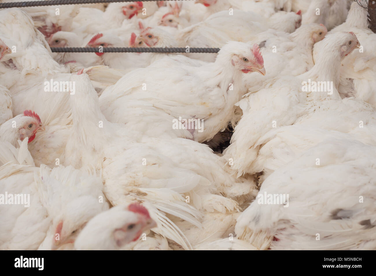 Many white hens in a cage at a factory for the production of meat ...