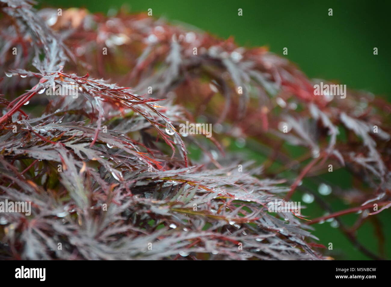 Cutleaf japanese maple hi-res stock photography and images - Alamy