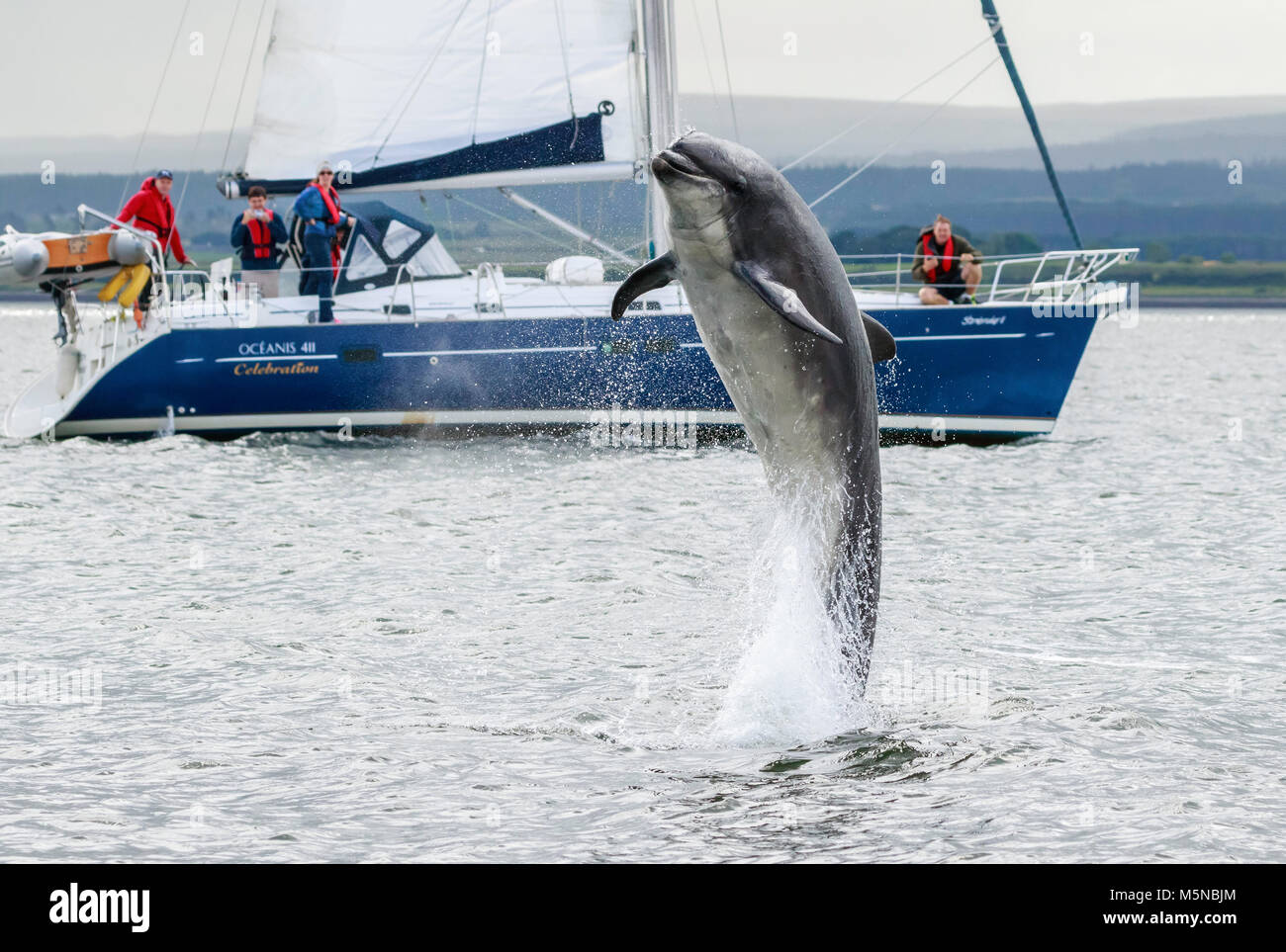 Bottlenose dolphin hunting hi-res stock photography and images - Alamy