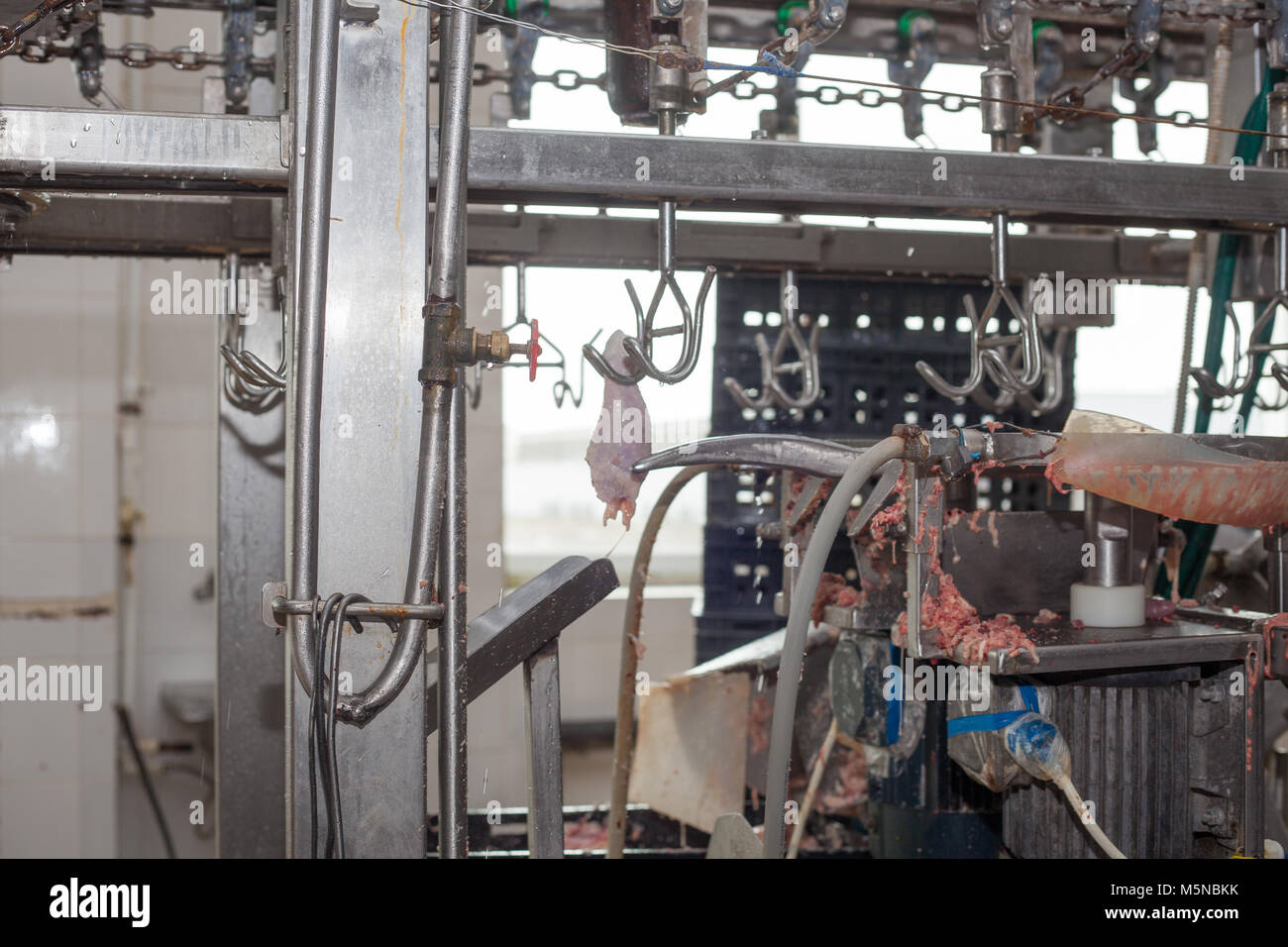 Meat processing of chicken products. Technological process Stock Photo ...