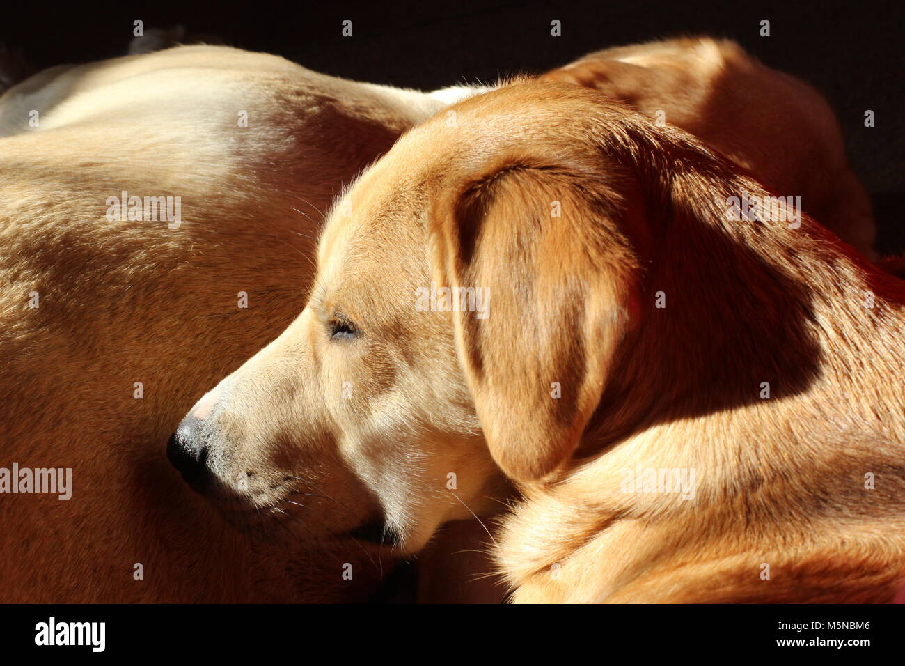 Lab cross breed hi-res stock photography and images - Alamy