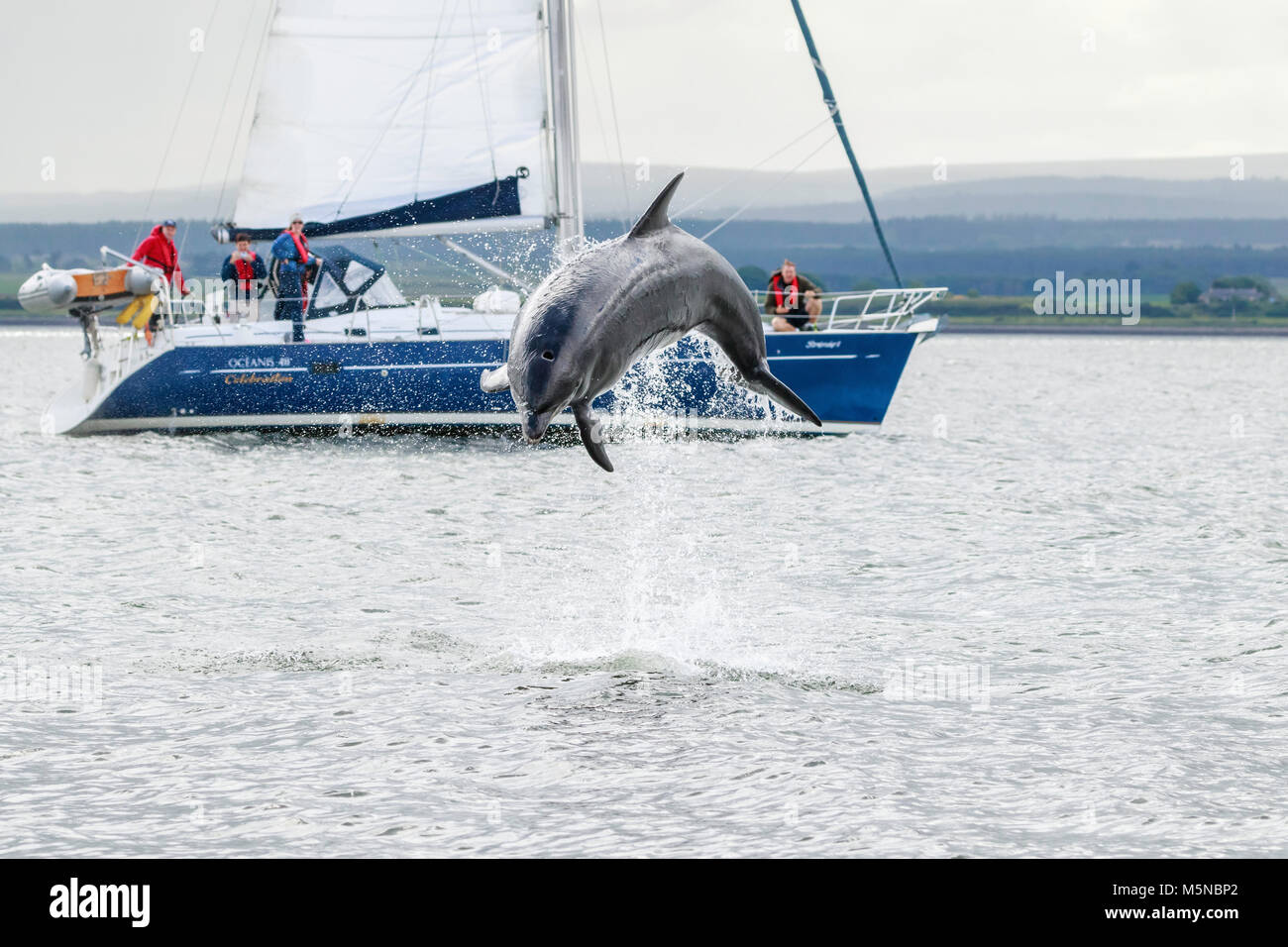 Bottlenose dolphin hunting hi-res stock photography and images - Alamy