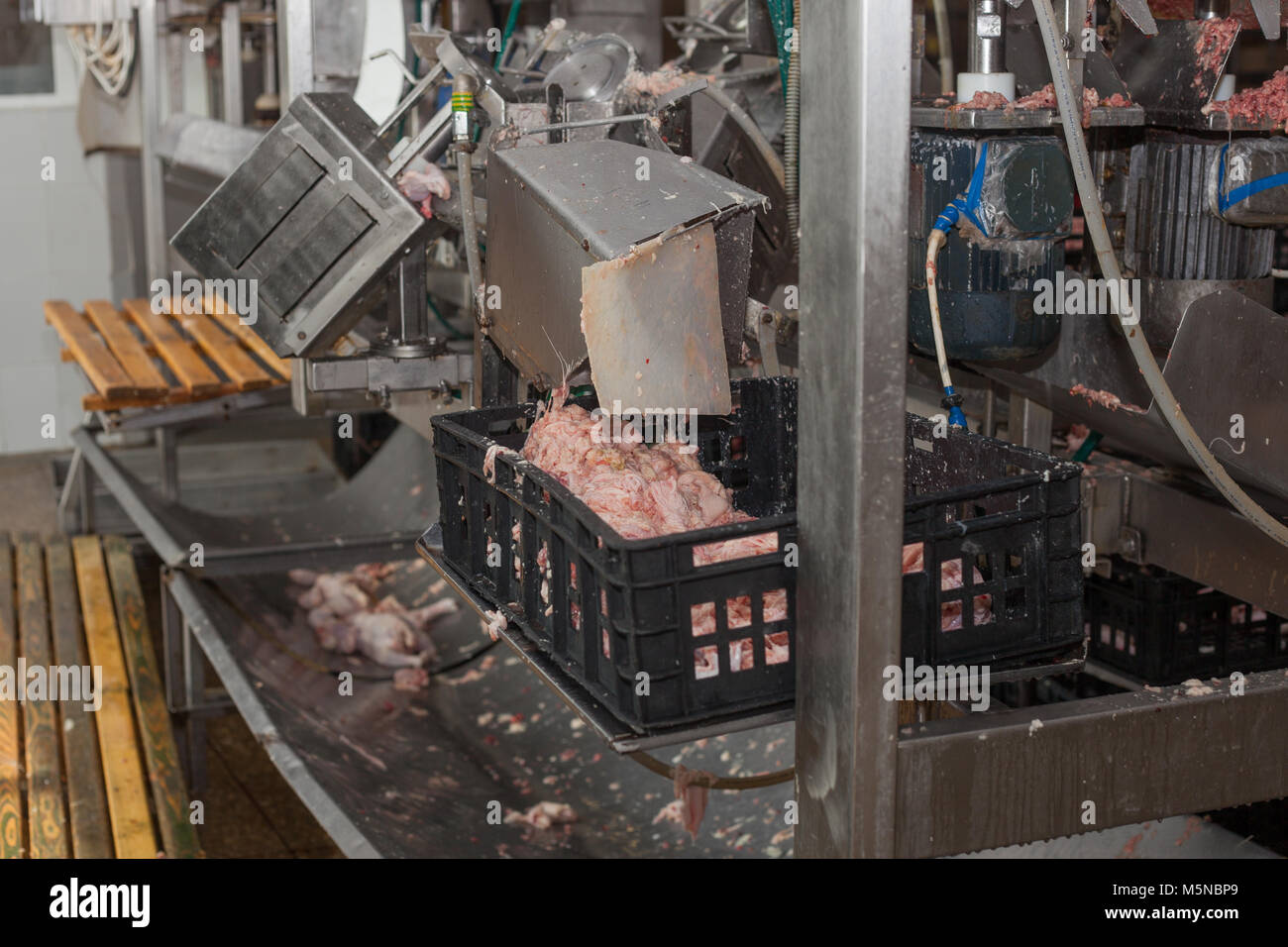 Meat processing of chicken products. Technological process Stock Photo ...
