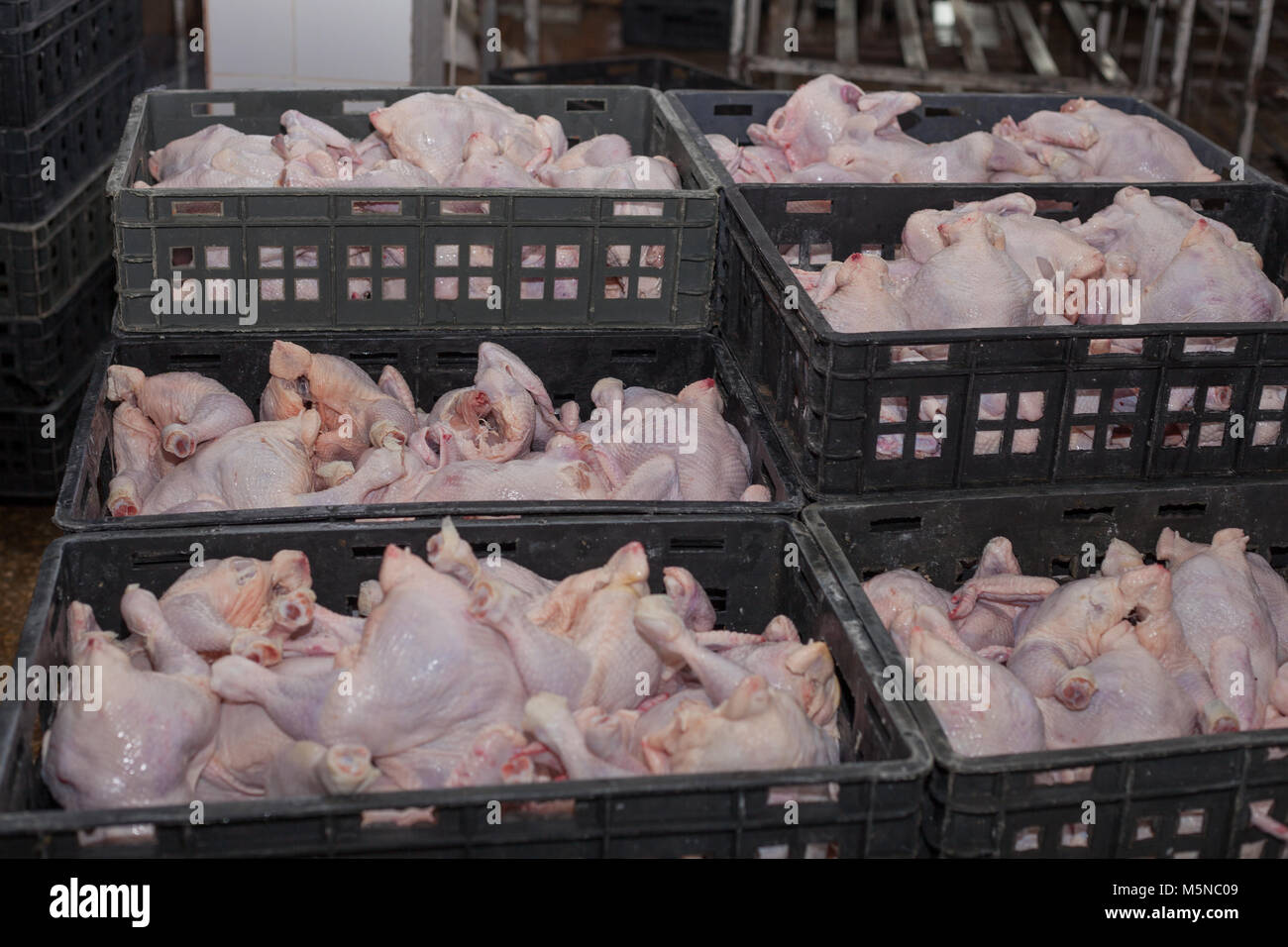 Meat processing of chicken products. Technological process Stock Photo ...