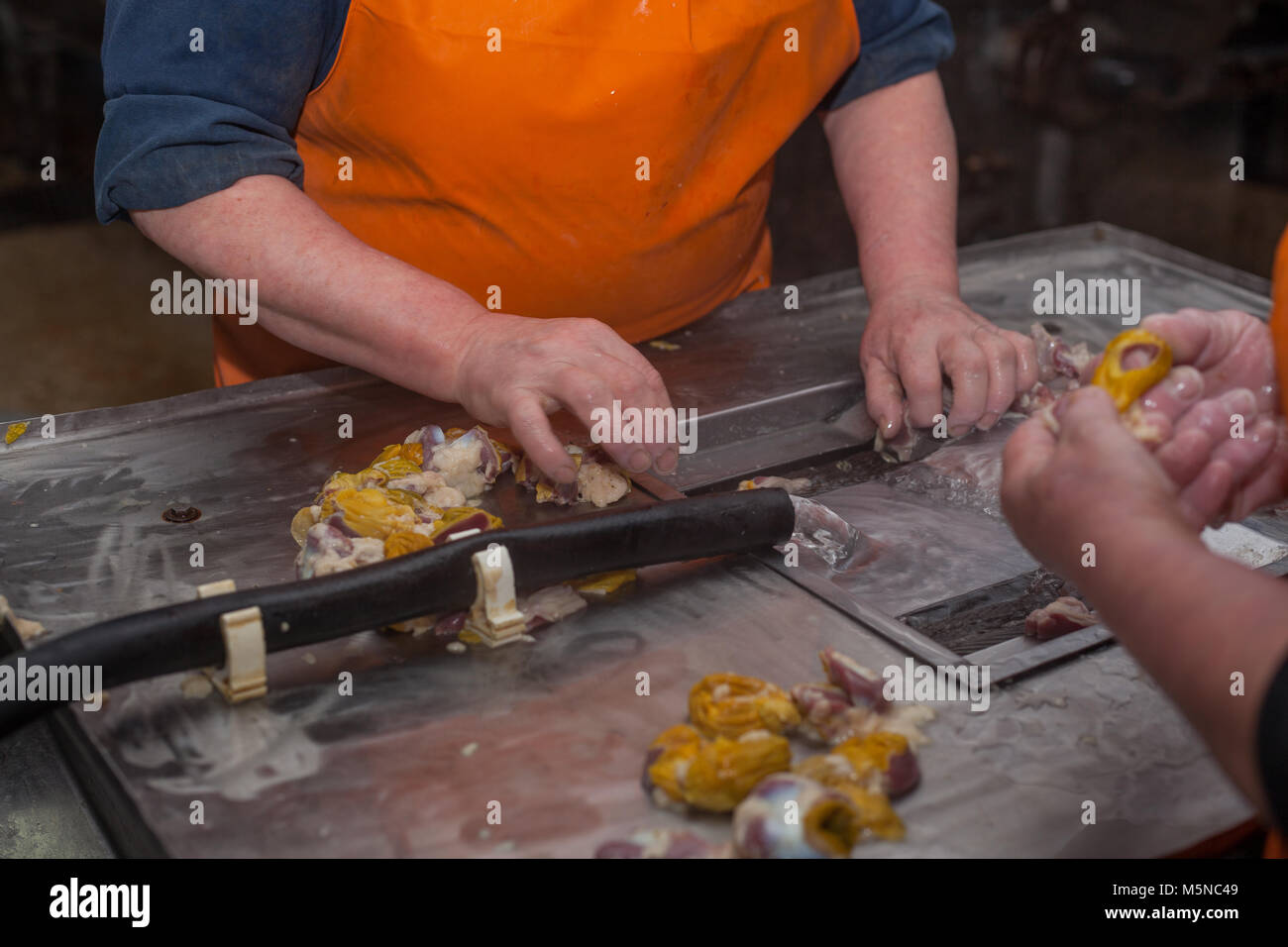 Meat processing of chicken products. Technological process Stock Photo ...