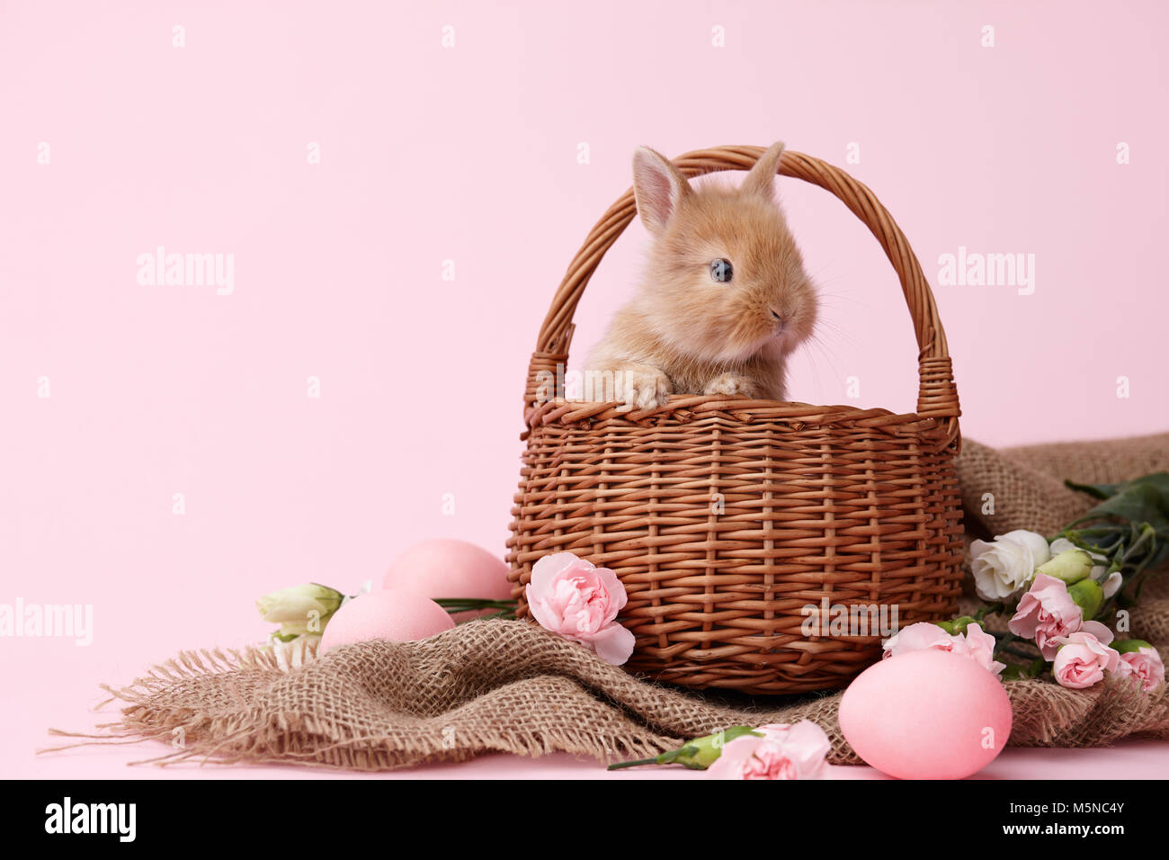 Spring bunny flower hi-res stock photography and images - Alamy