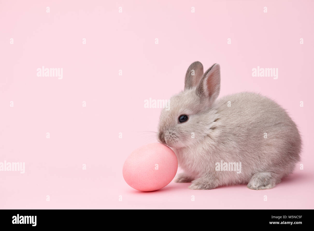 Pink easter bunny hi-res stock photography and images - Alamy