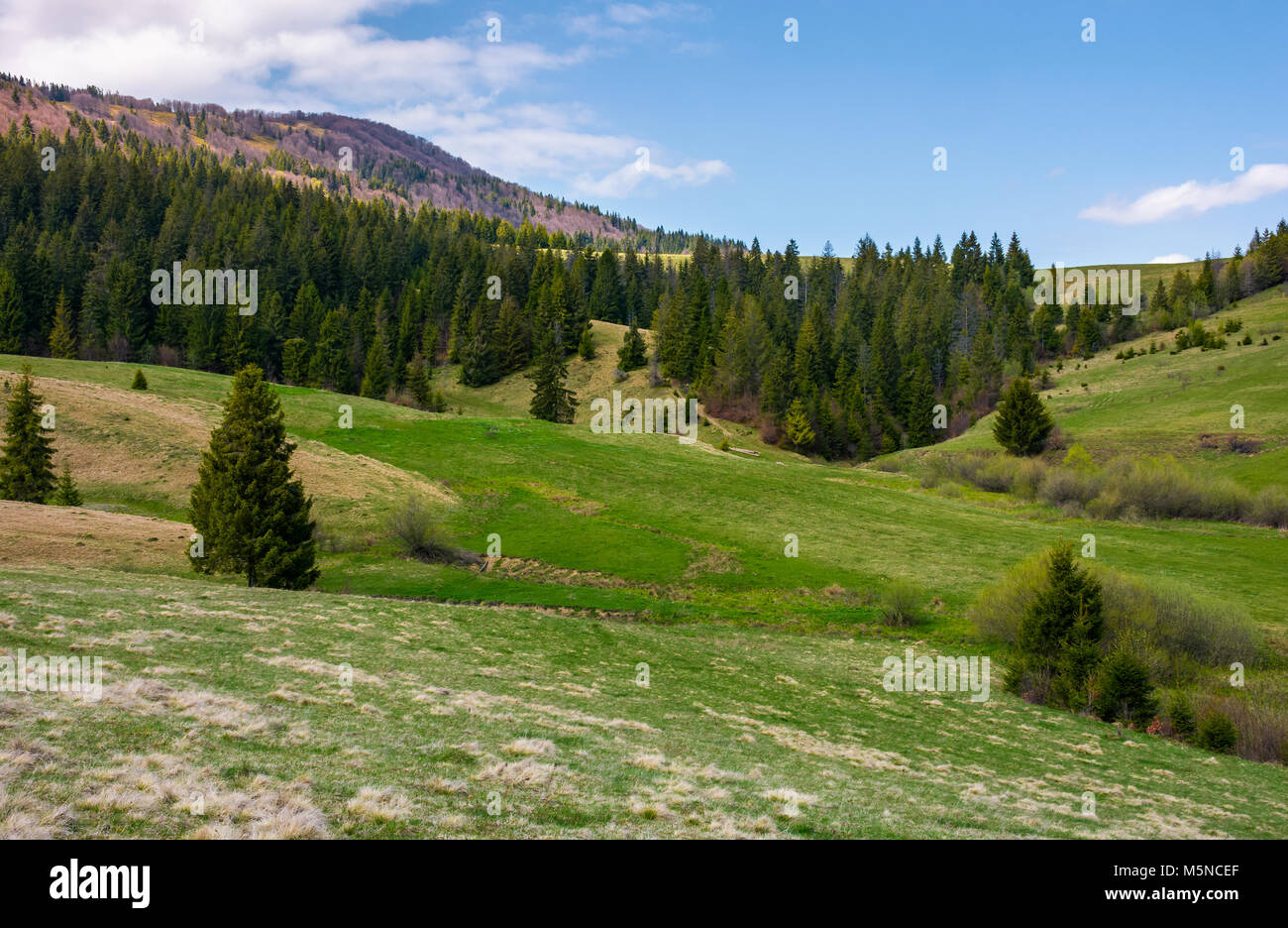 grassy meadow at the foot of the mountain. beautiful landscape with ...