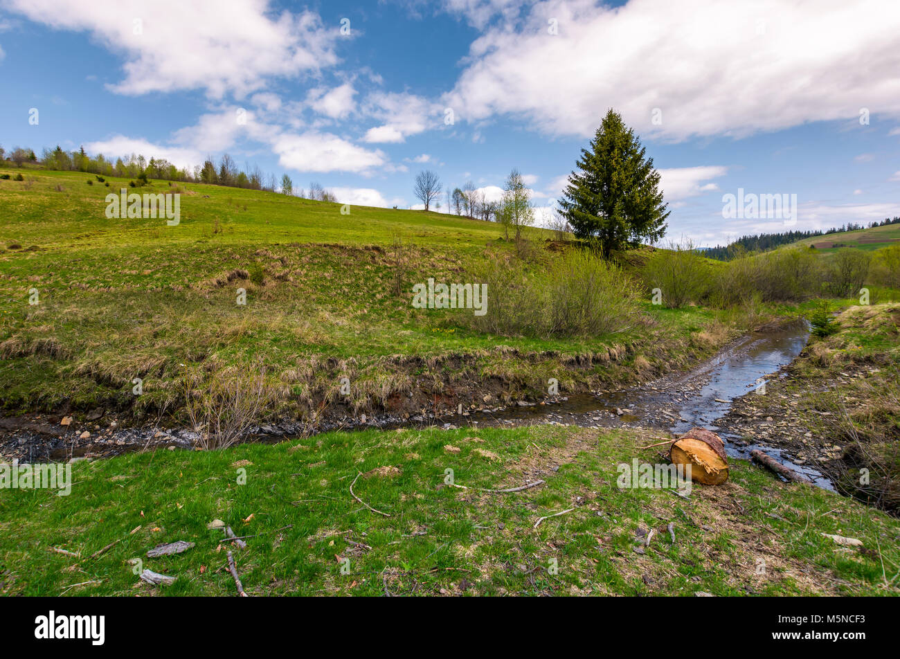 spruce tree and log near the brook. nature scenery with grassy hills in ...