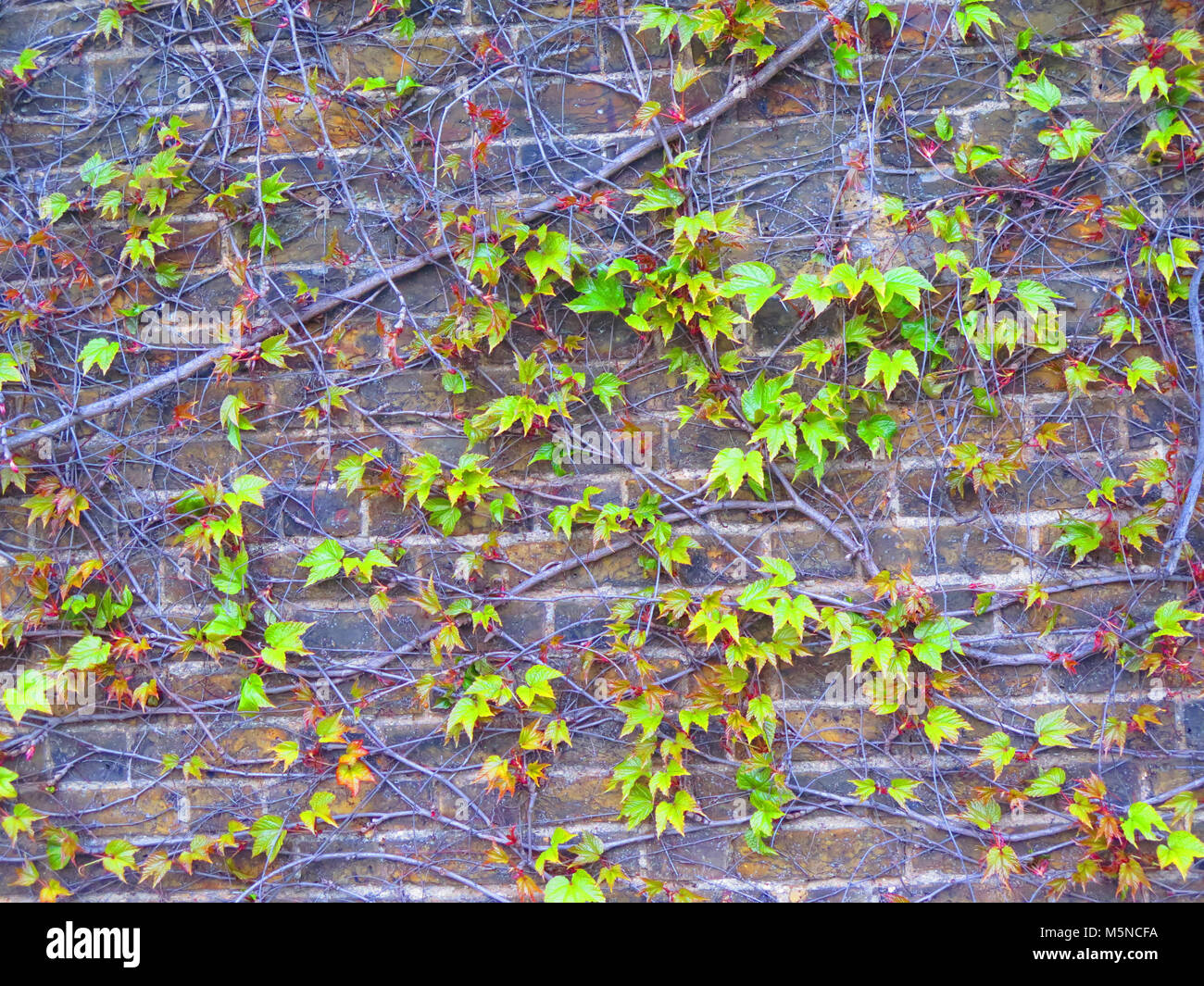 Brick wall with leaves pattern light green color Stock Photo - Alamy