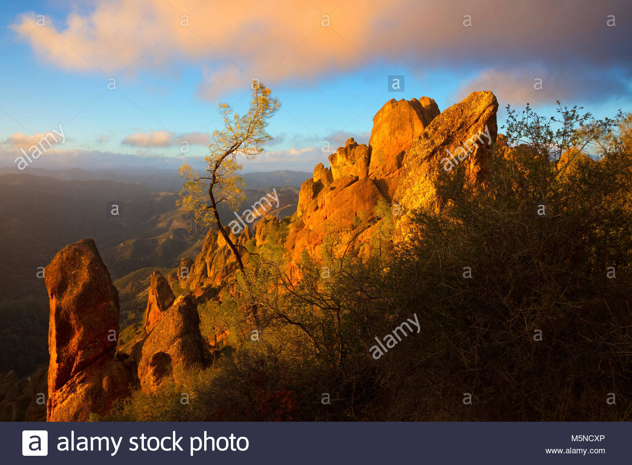 Bending Tree High Resolution Stock Photography and Images - Alamy