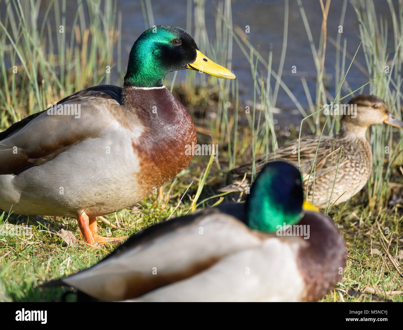 Twos company threes a crowd hi-res stock photography and images - Alamy