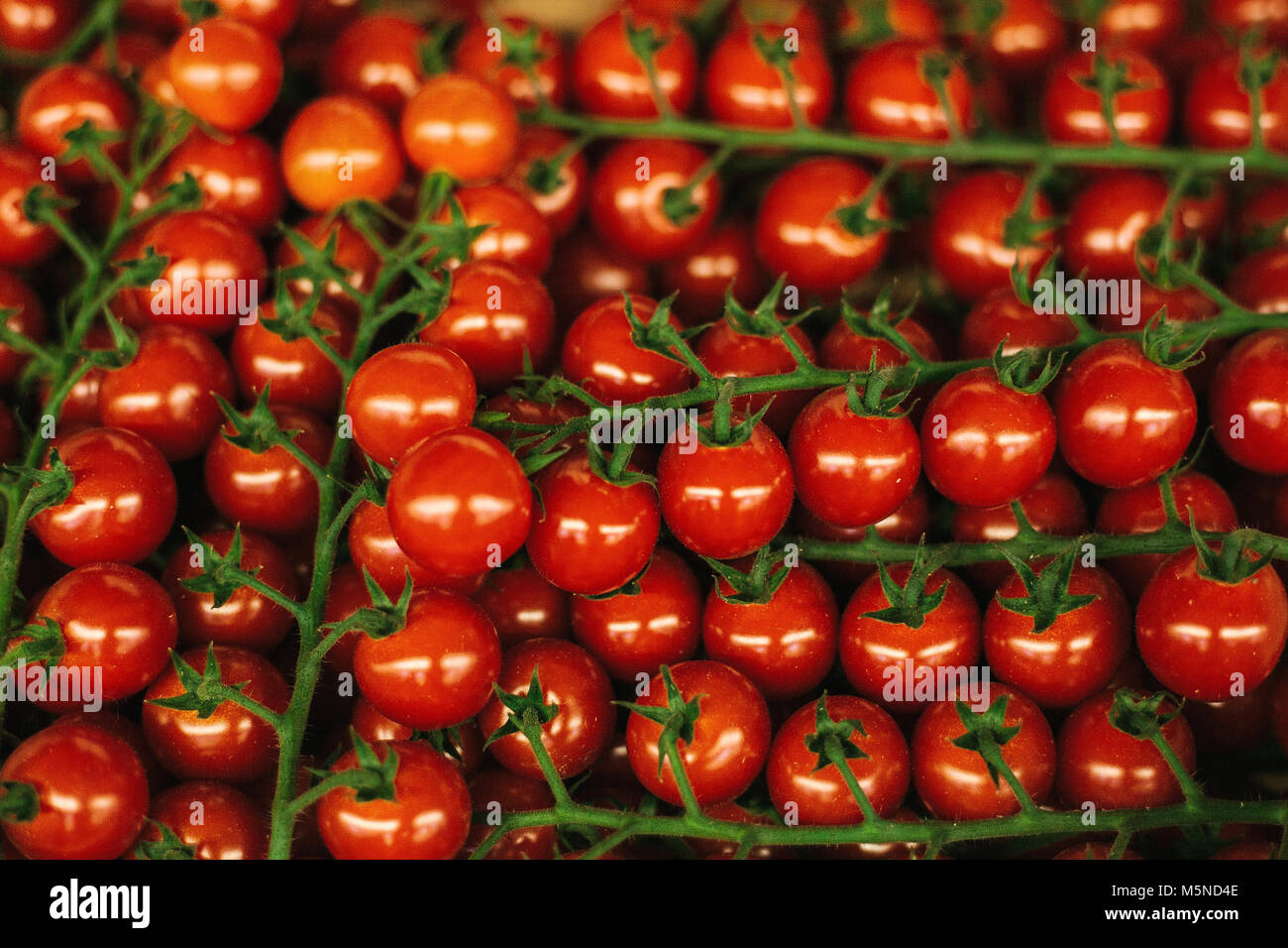 Red fresh tomatoes background. Natural local products on the farm ...