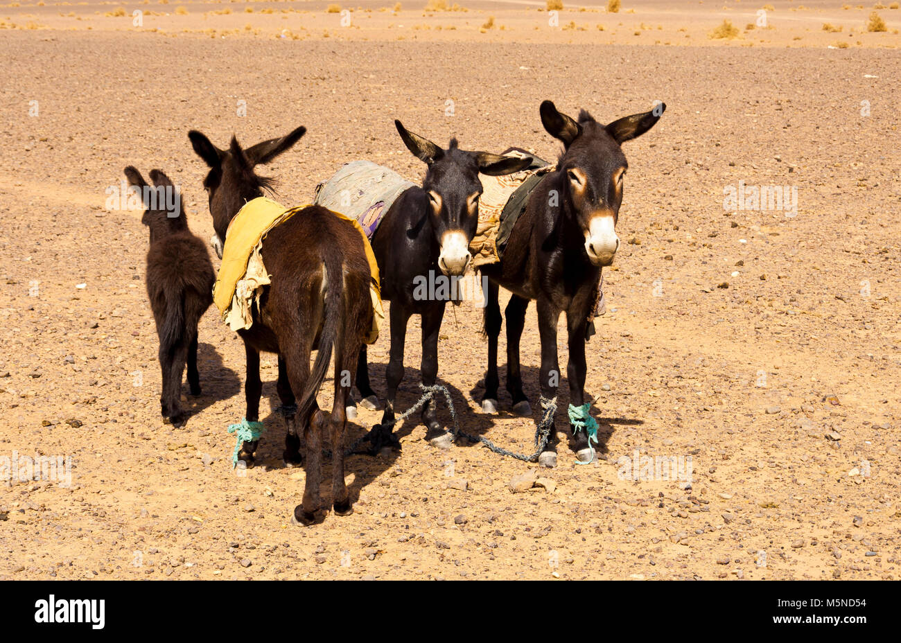Four donkeys standing in the desert Stock Photo - Alamy