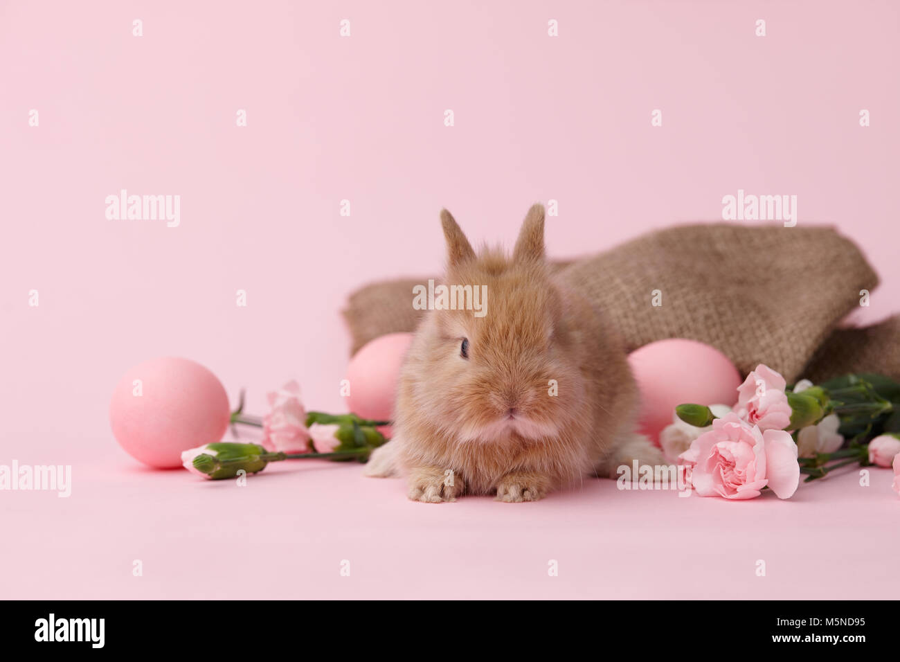Easter bunny with flowers and eggs Stock Photo - Alamy