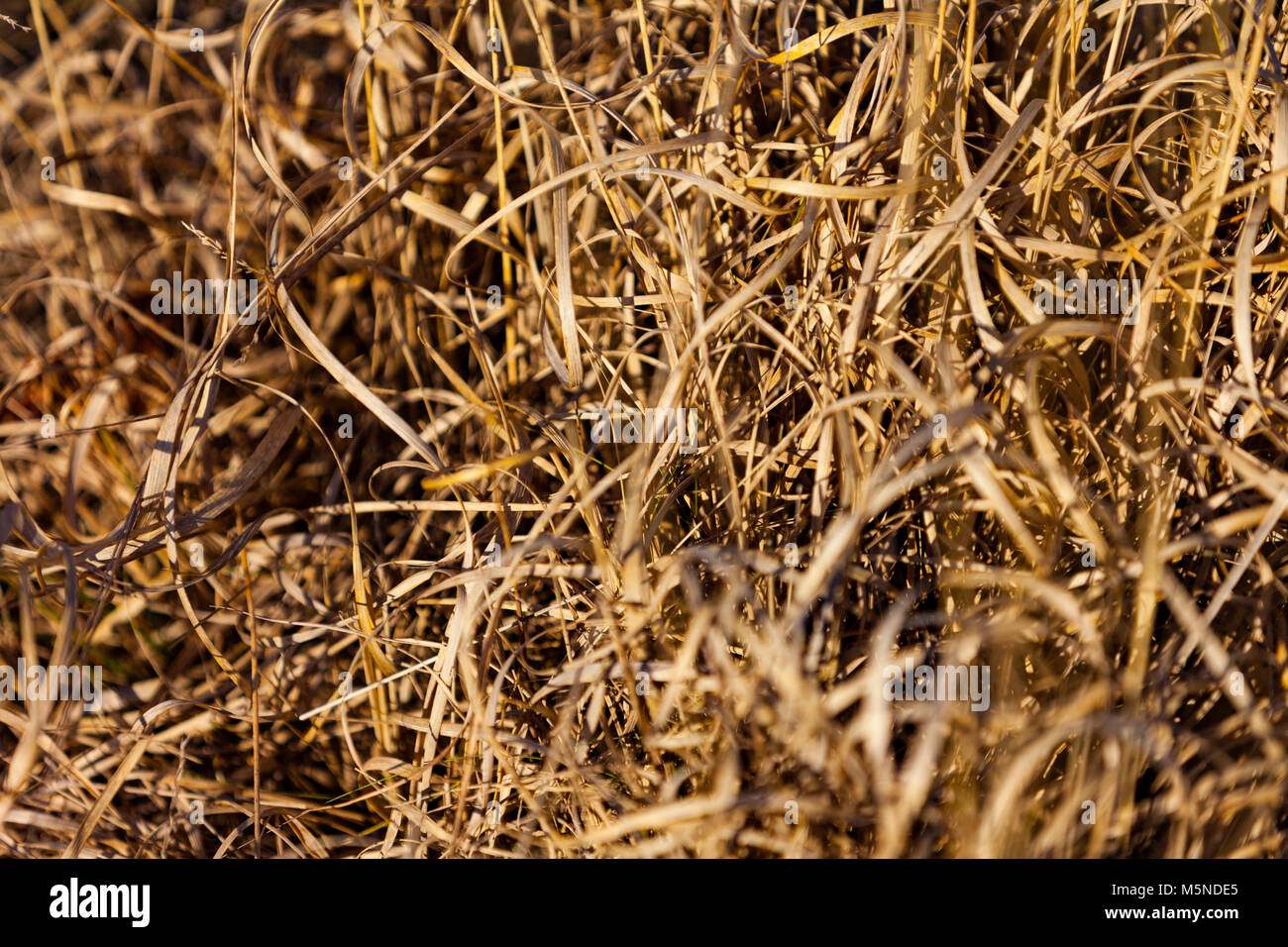 High marsh grass hi-res stock photography and images - Alamy