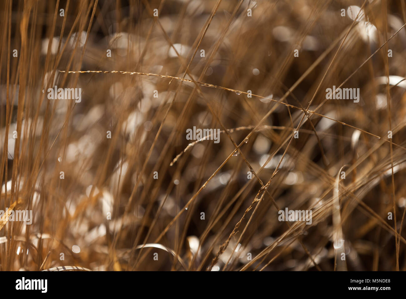 High marsh grass hi-res stock photography and images - Alamy