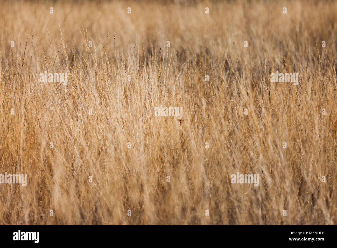 Golden, high, dry grass, close up, blurred background, Wimbledon Park ...