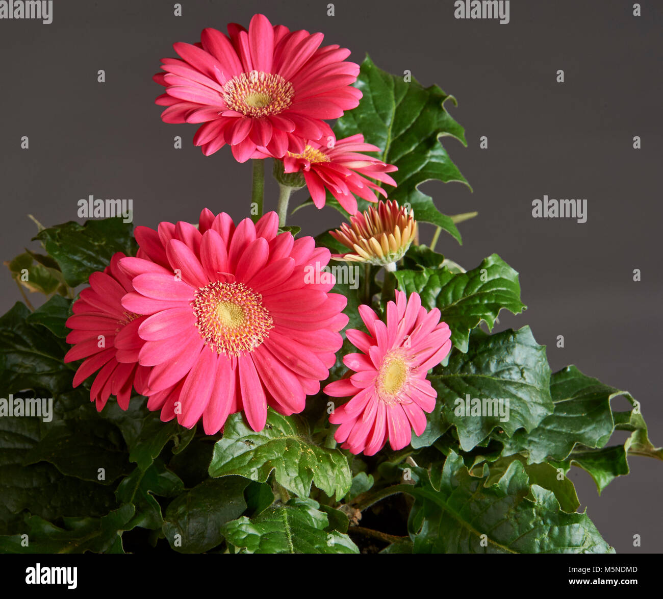 English Ivy (HEDERA HELIX SPP) Studio Shot Stock Photo - Alamy