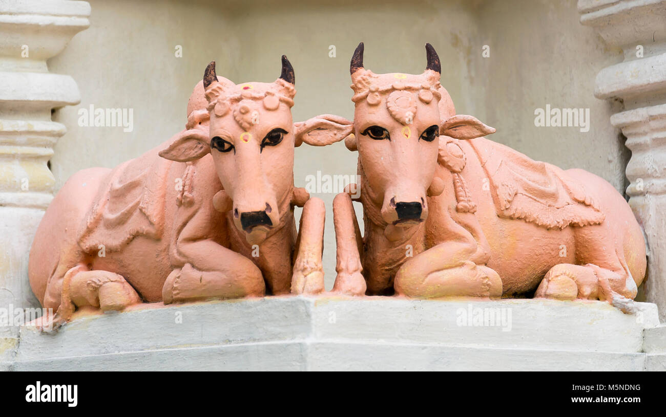 Two Sacred Cows Laying on the Floor Stock Photo - Alamy