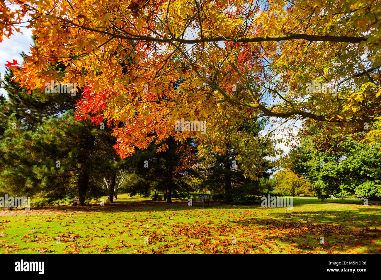Maple tree with golden and red autumn leaves, Kew Gardens, London, UK ...