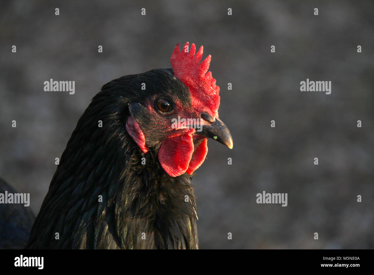 Chickens head close up hi-res stock photography and images - Alamy