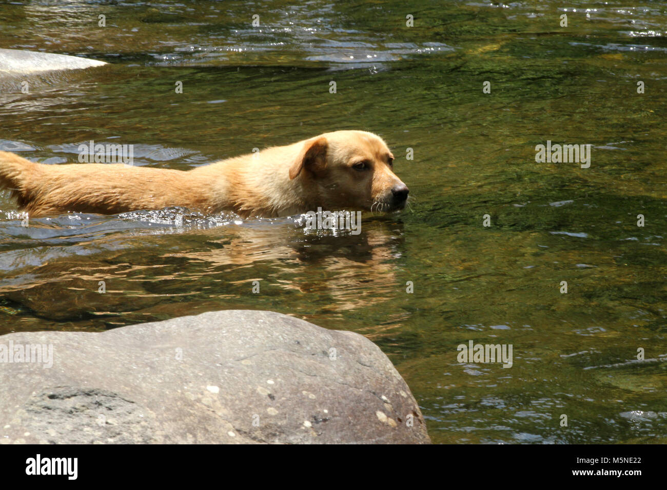 Dog cooling off in creek water in summertime Stock Photo - Alamy