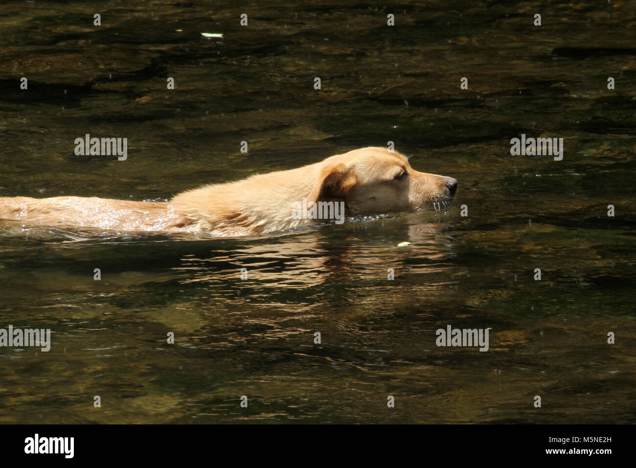 Dog cooling off in creek water in summertime Stock Photo - Alamy