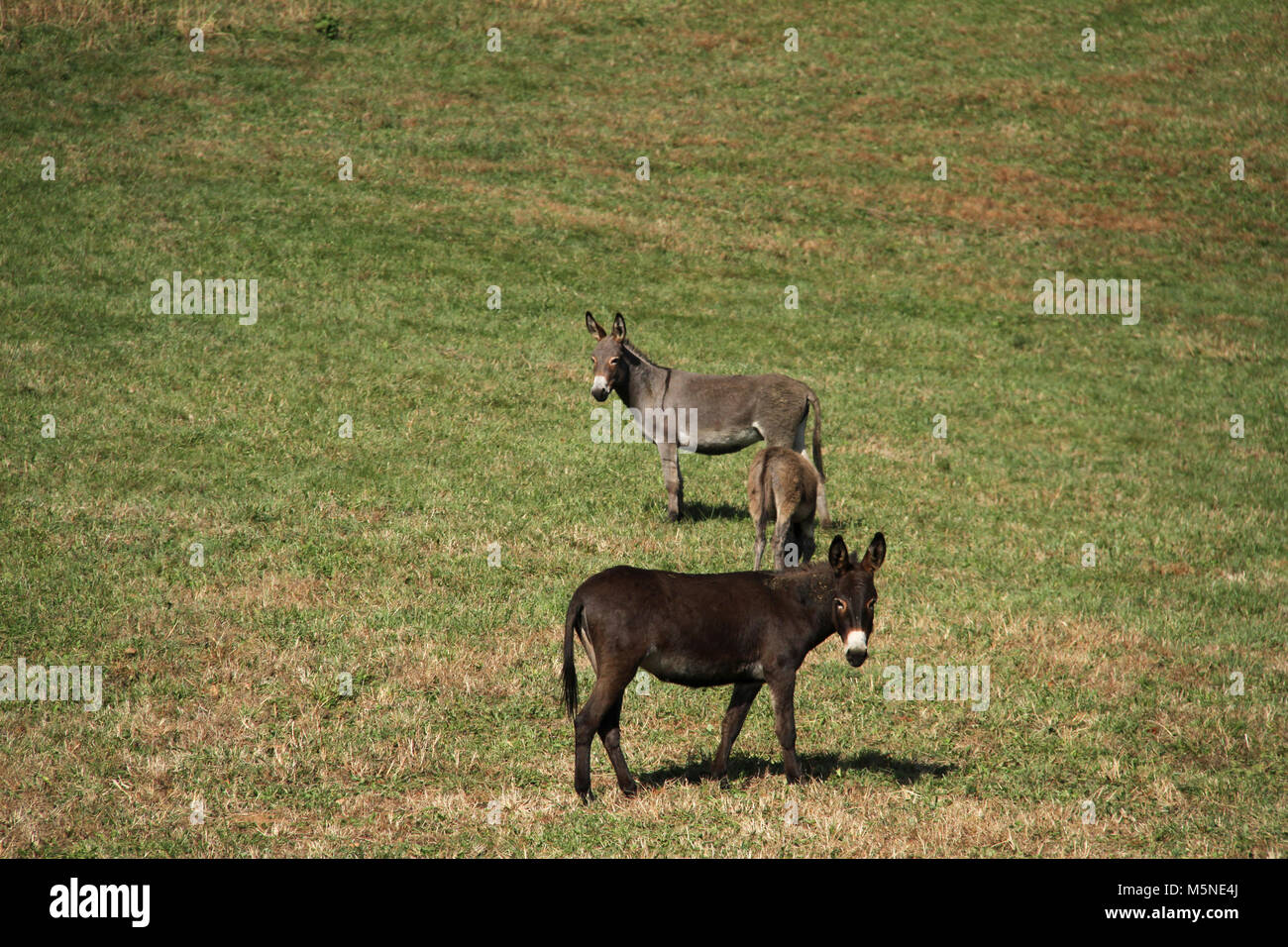 Donkeys in the pastures of Blue Ridge Mountains in Virginia, USA Stock ...