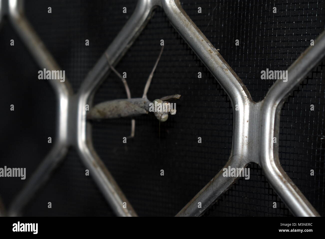 Praying mantis grey Stock Photo - Alamy