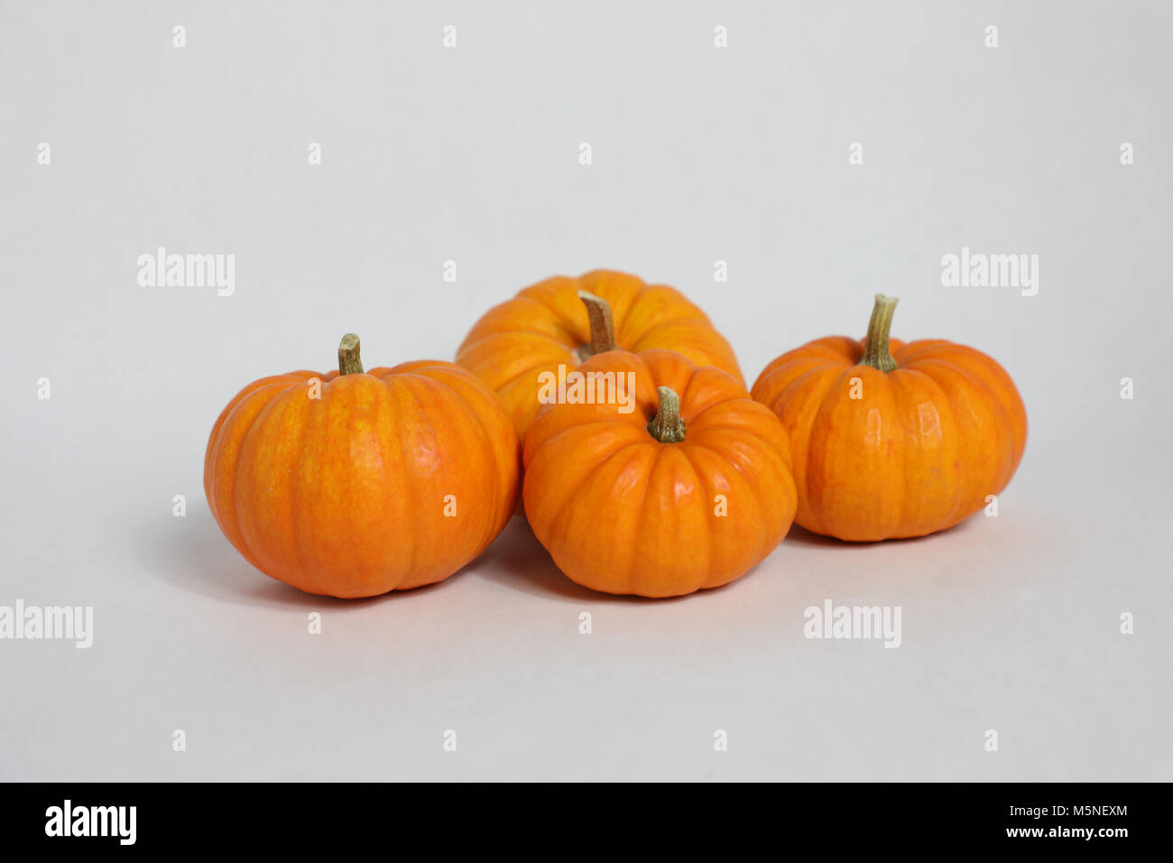 Small pumpkins with white background Stock Photo - Alamy