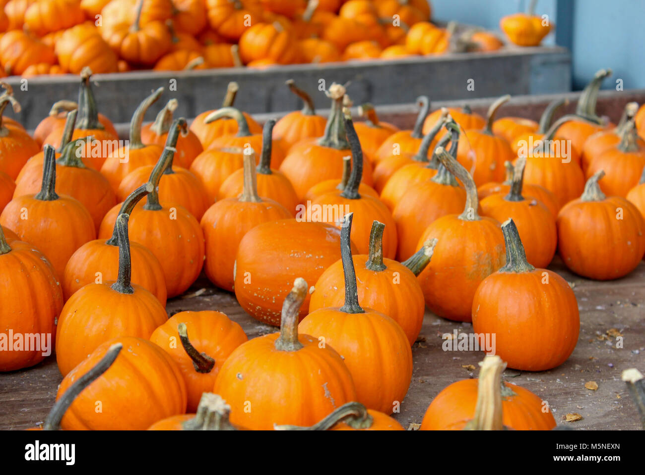 farm pumpkins on table Stock Photo - Alamy