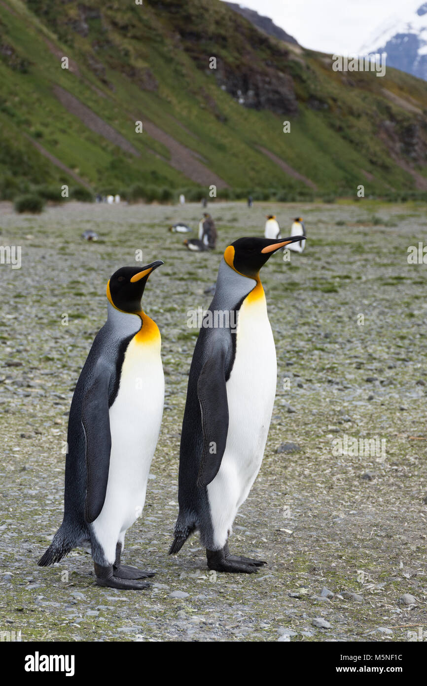 A pair of king penguins standing together on a rocky beach. Both are ...